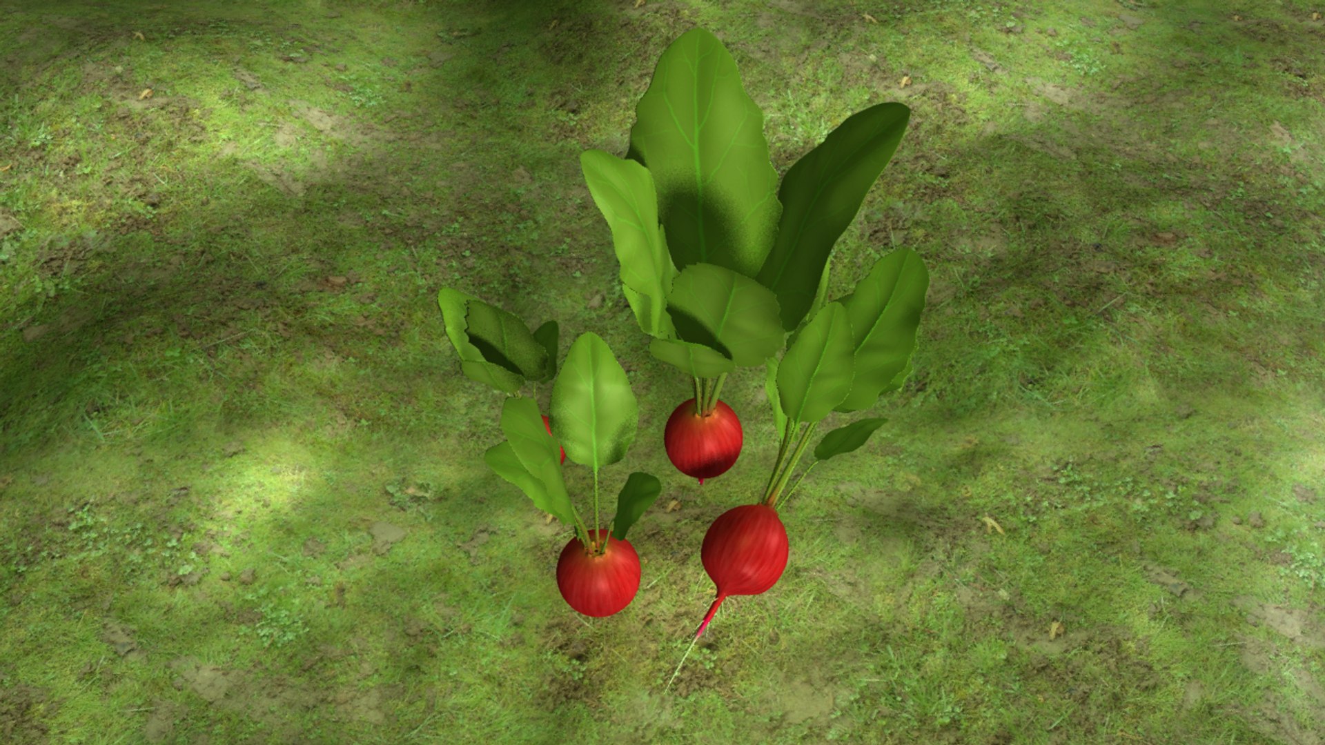 radish plant 3d model