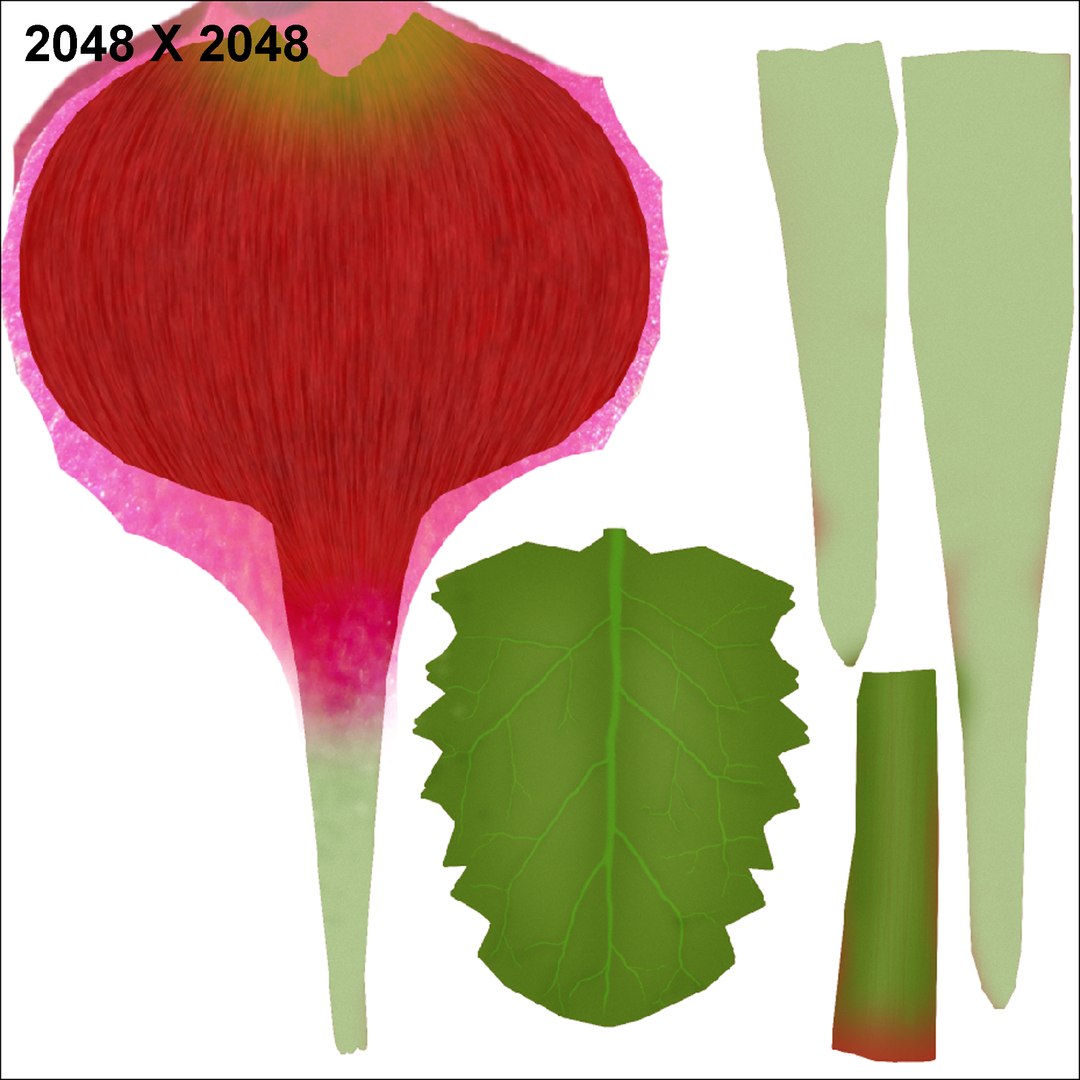 radish plant 3d model