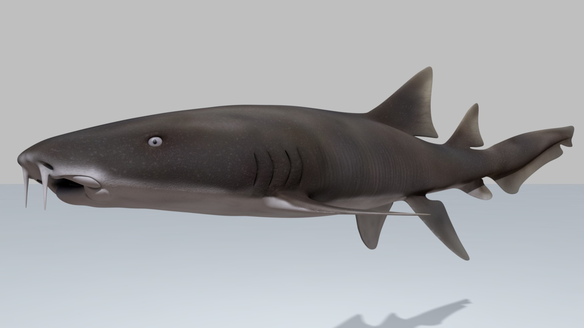 Nurse Shark 3d Model