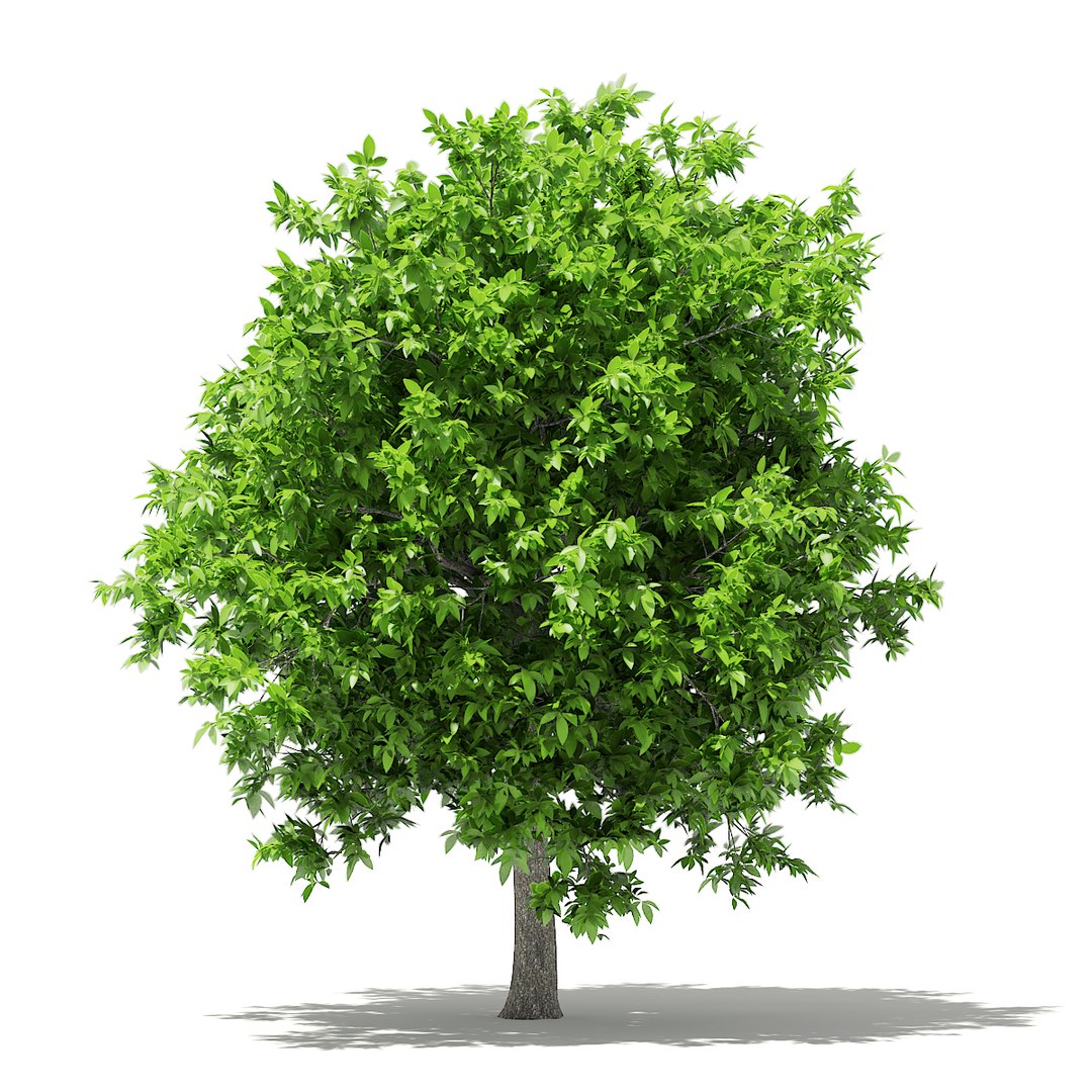 3D Avocado Tree 3 8m - TurboSquid 1305235