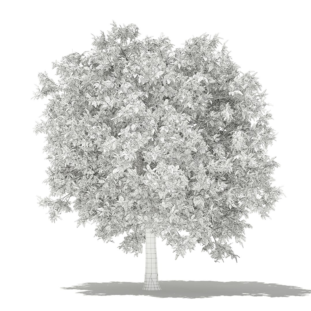 3D Avocado Tree 3 8m - TurboSquid 1305235