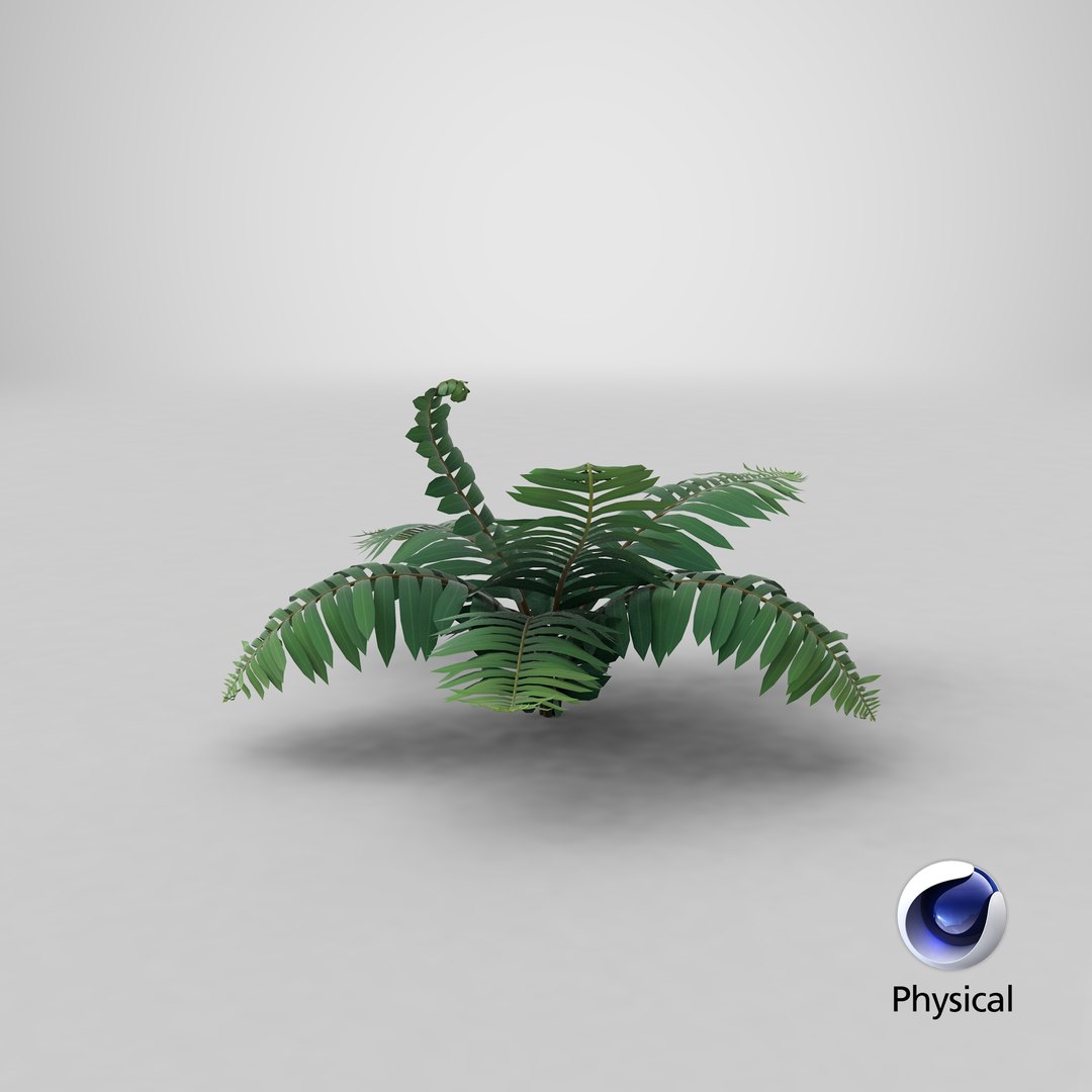 3D Cartoon Fern 01 model - TurboSquid 1938325