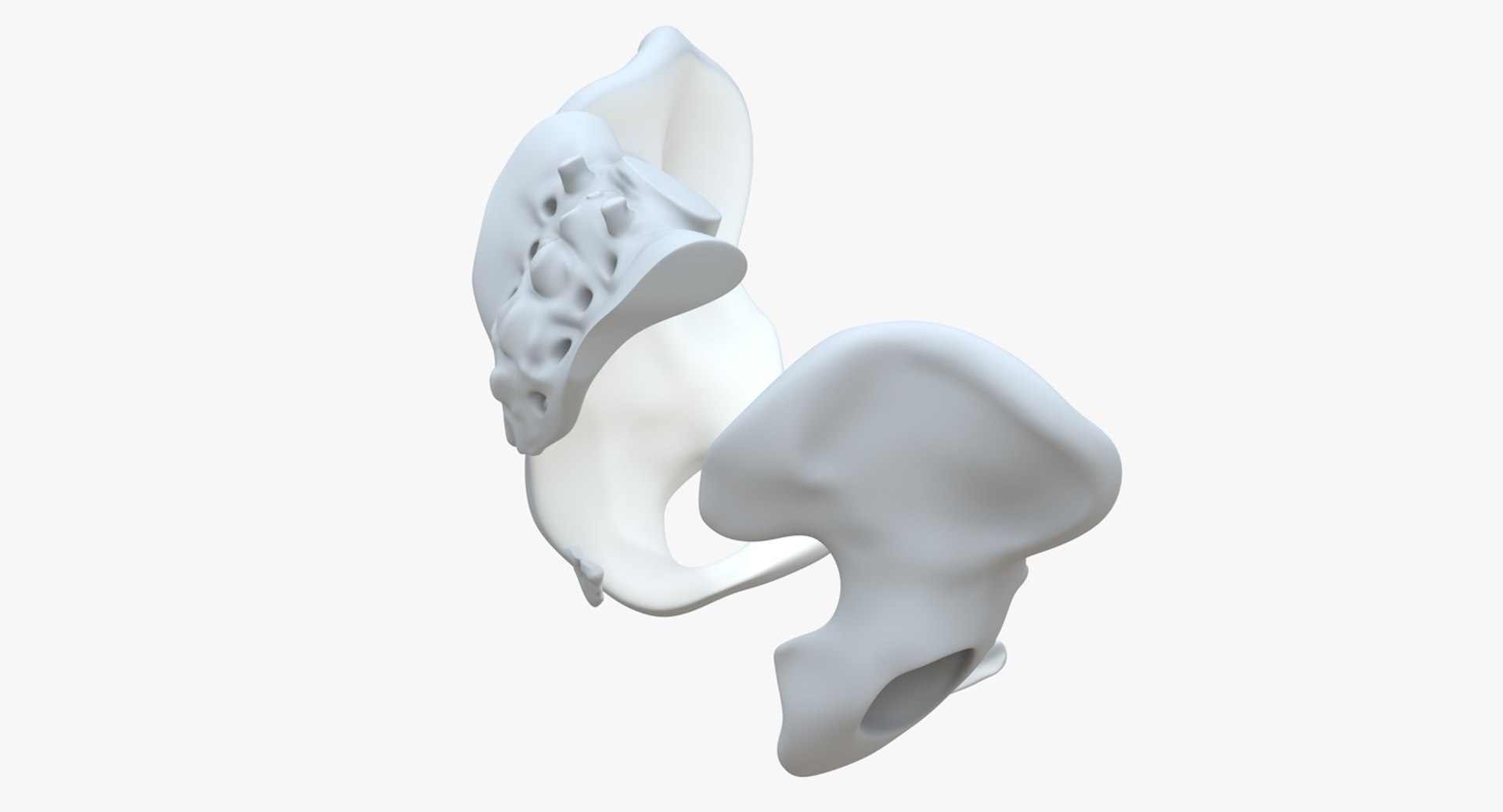 Pelvis Bone Sacrum 3D Model - TurboSquid 1361037