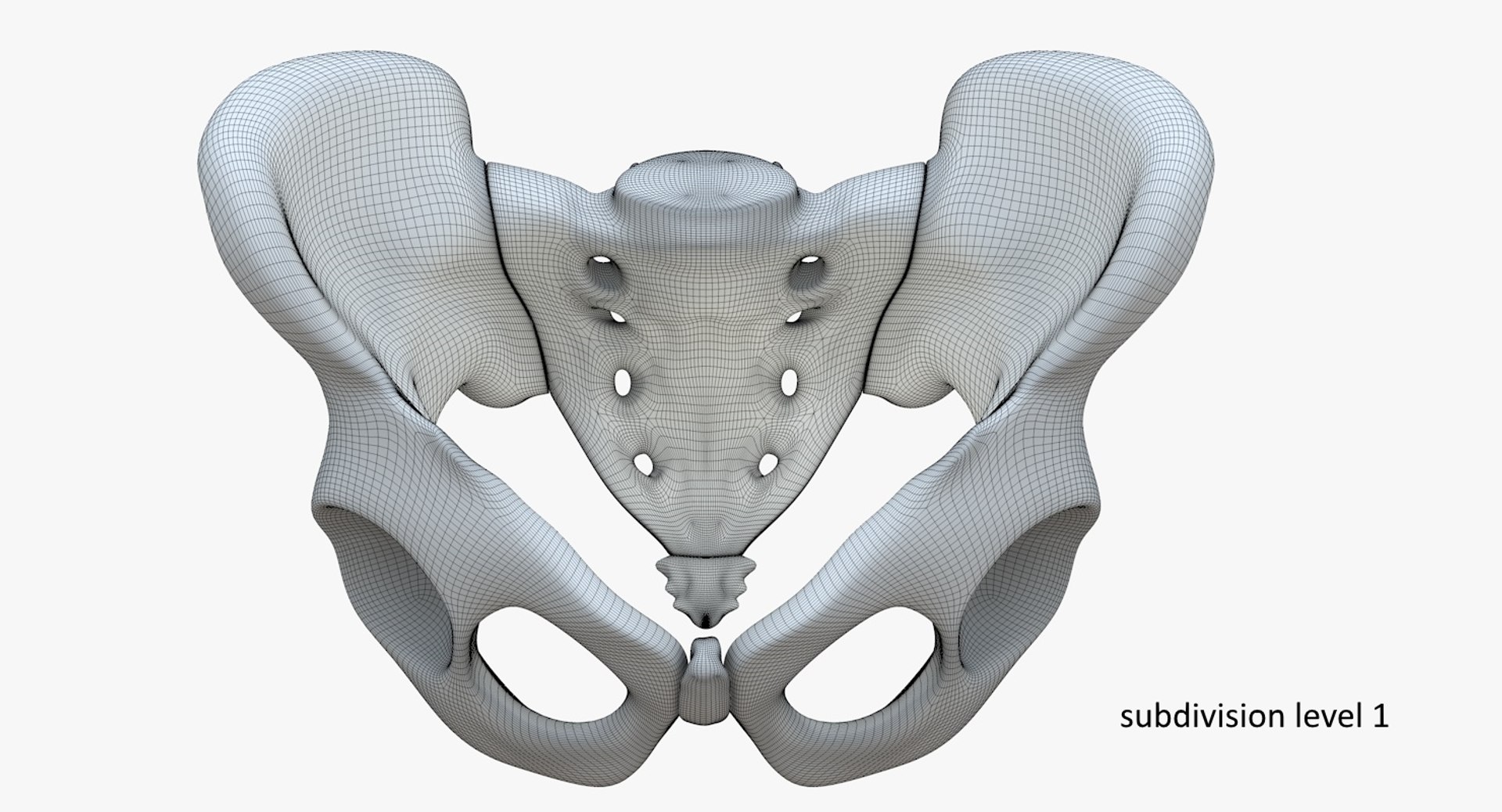 Pelvis Bone Sacrum 3D Model - TurboSquid 1361037