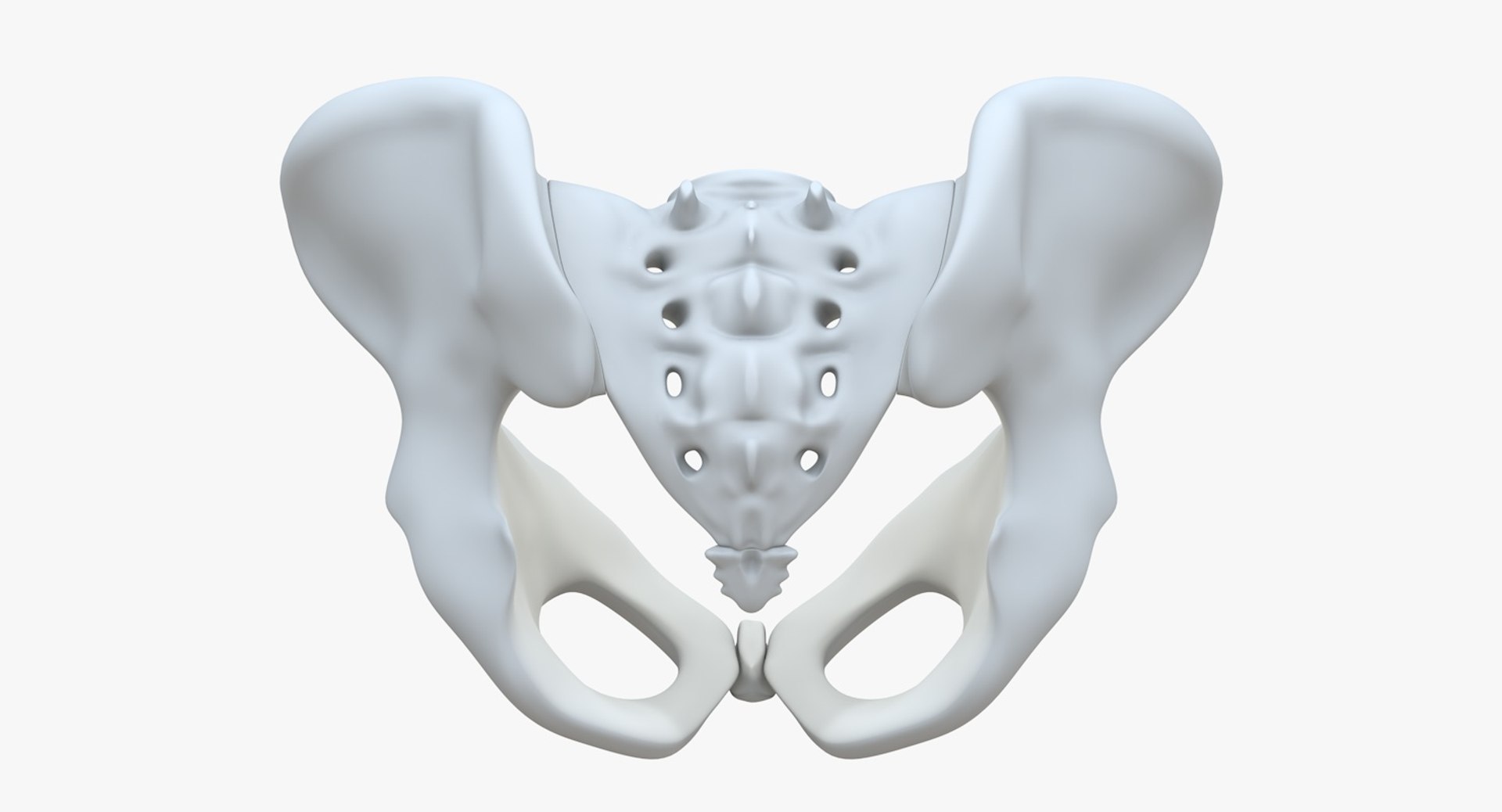 Pelvis Bone Sacrum 3D Model - TurboSquid 1361037