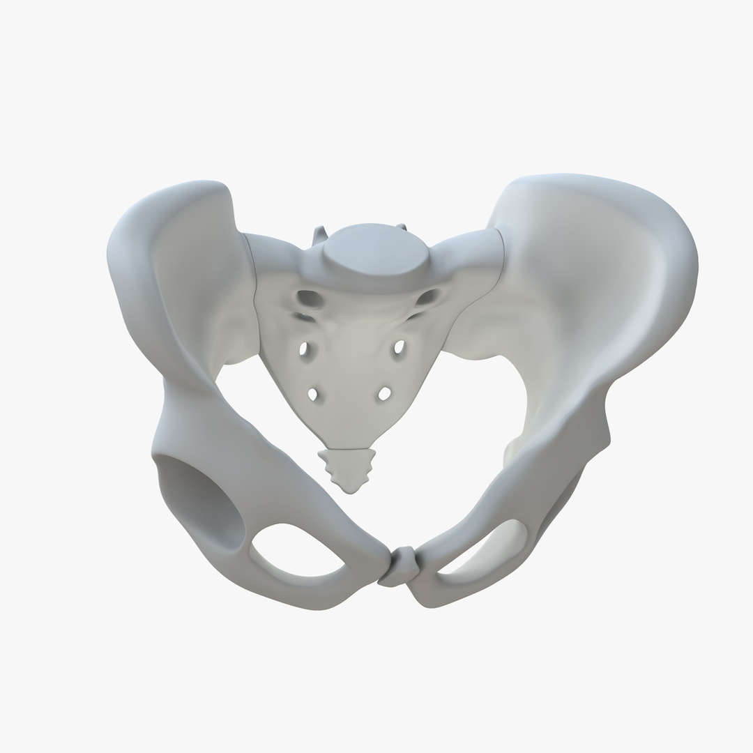 Pelvis Bone Sacrum 3D Model - TurboSquid 1361037