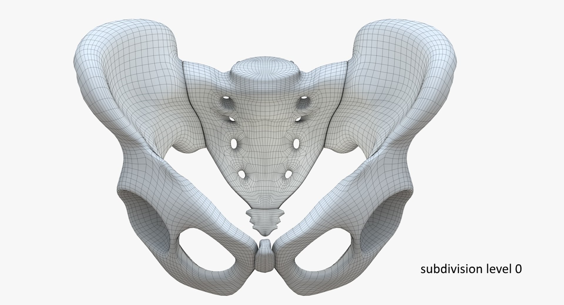 Pelvis Bone Sacrum 3D Model - TurboSquid 1361037