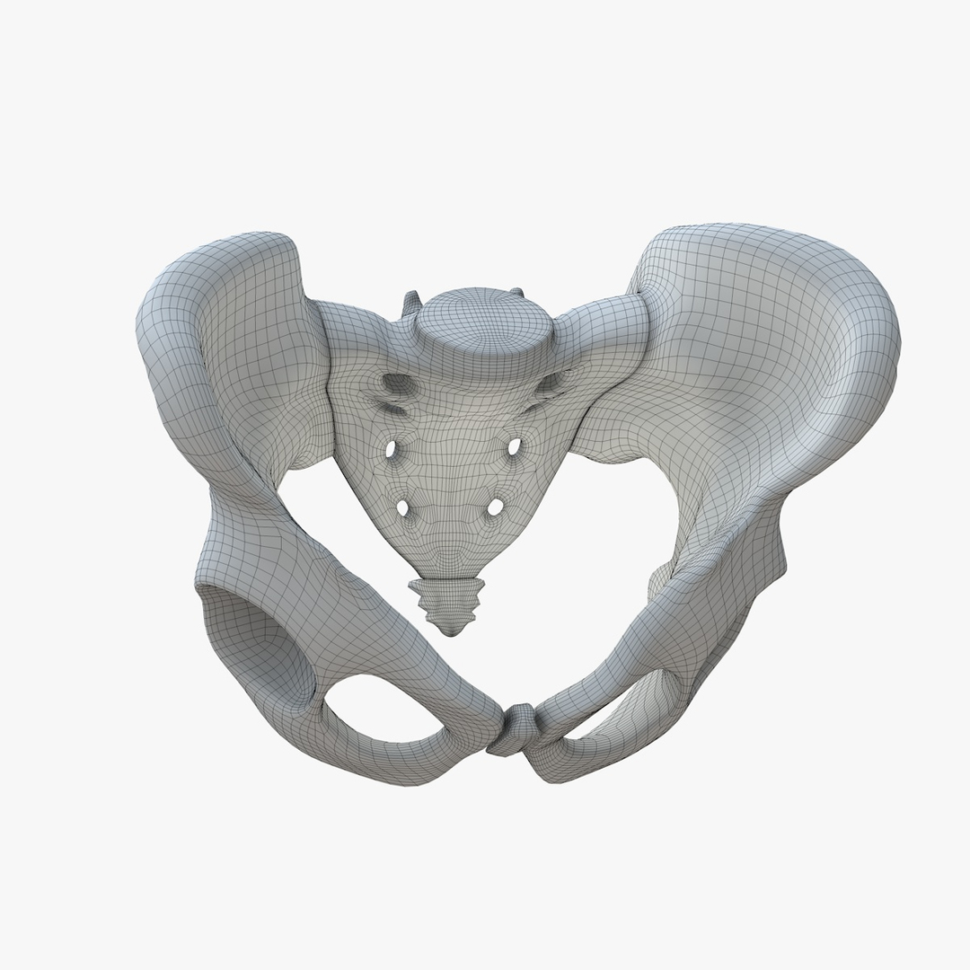 Pelvis Bone Sacrum 3D Model - TurboSquid 1361037