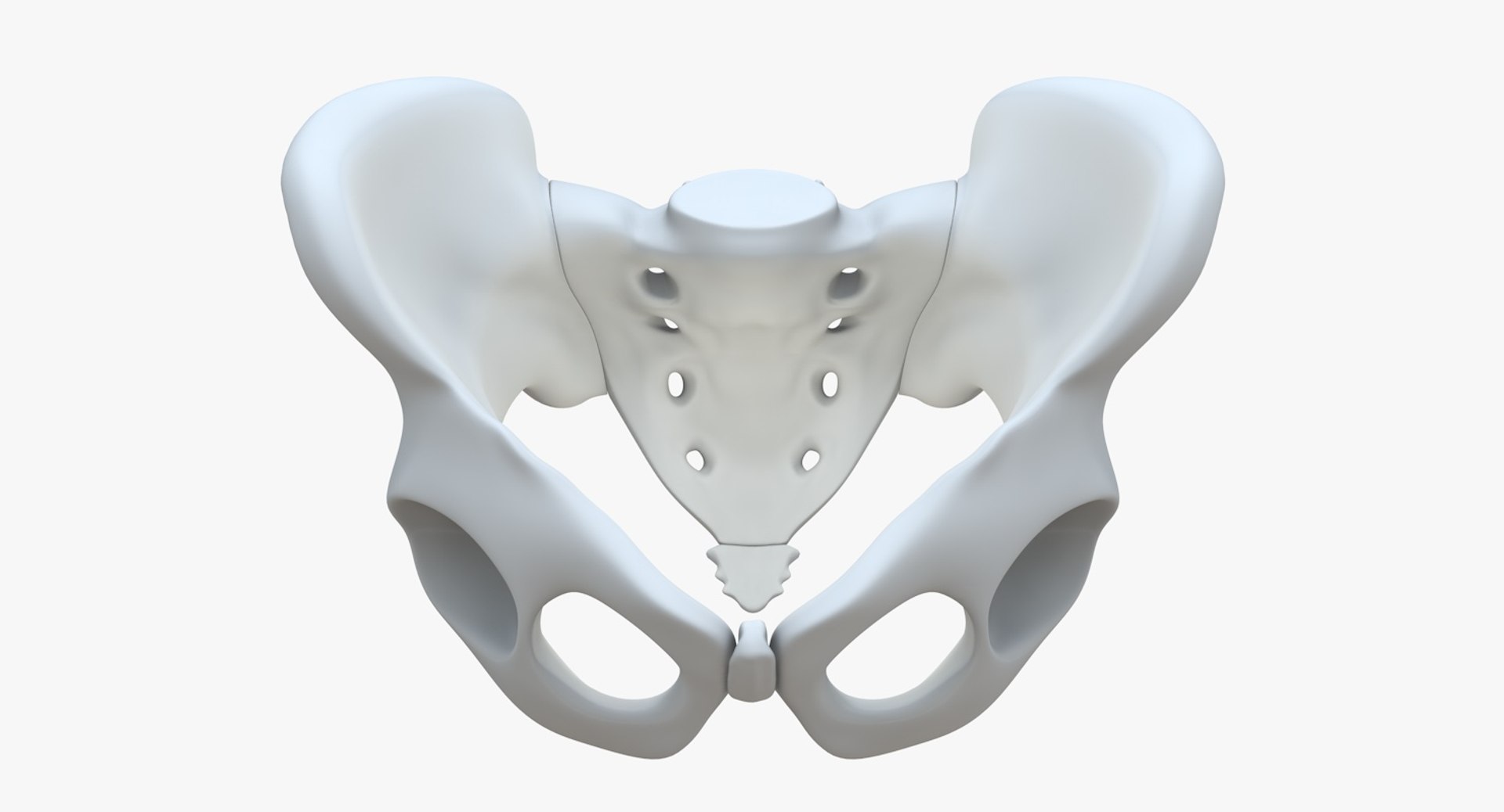 Pelvis Bone Sacrum 3D Model - TurboSquid 1361037