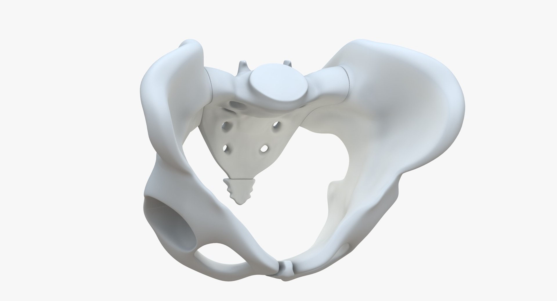 Pelvis Bone Sacrum 3D Model - TurboSquid 1361037