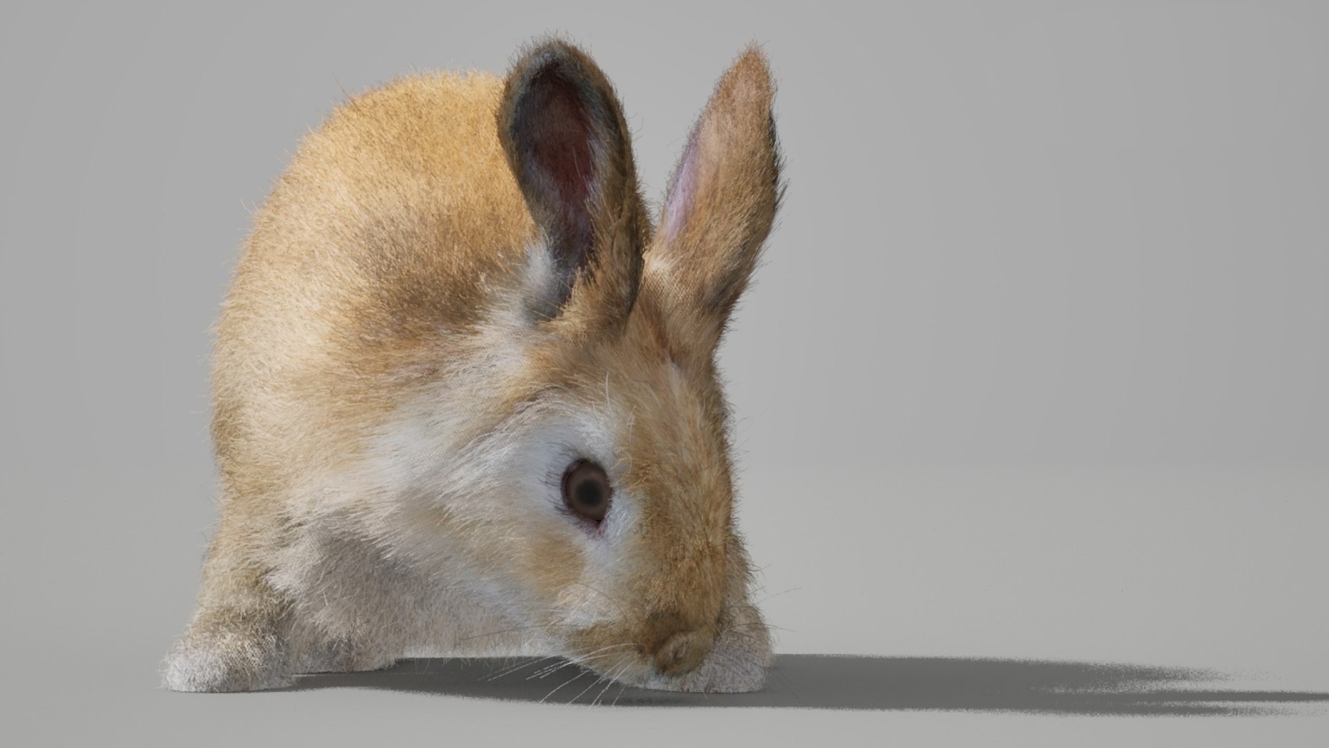 3D Rabbits Animated UNREAL Project - TurboSquid 2293157