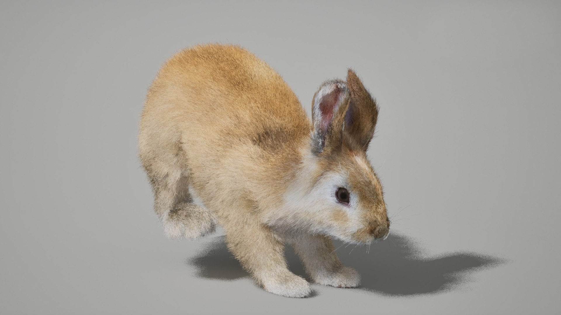 3D Rabbits Animated UNREAL Project - TurboSquid 2293157