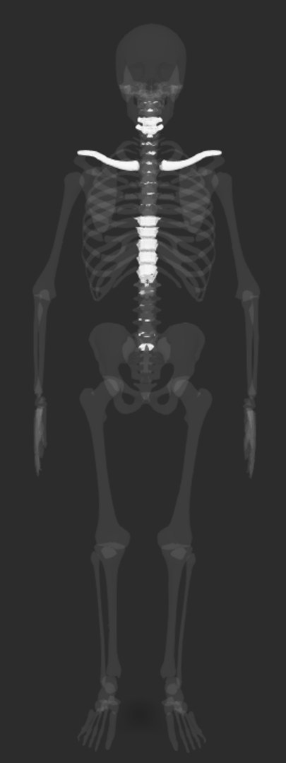 Human Skeleton 3d Model