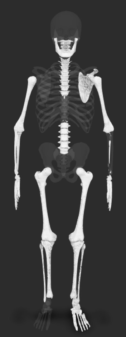 Human Skeleton 3d Model