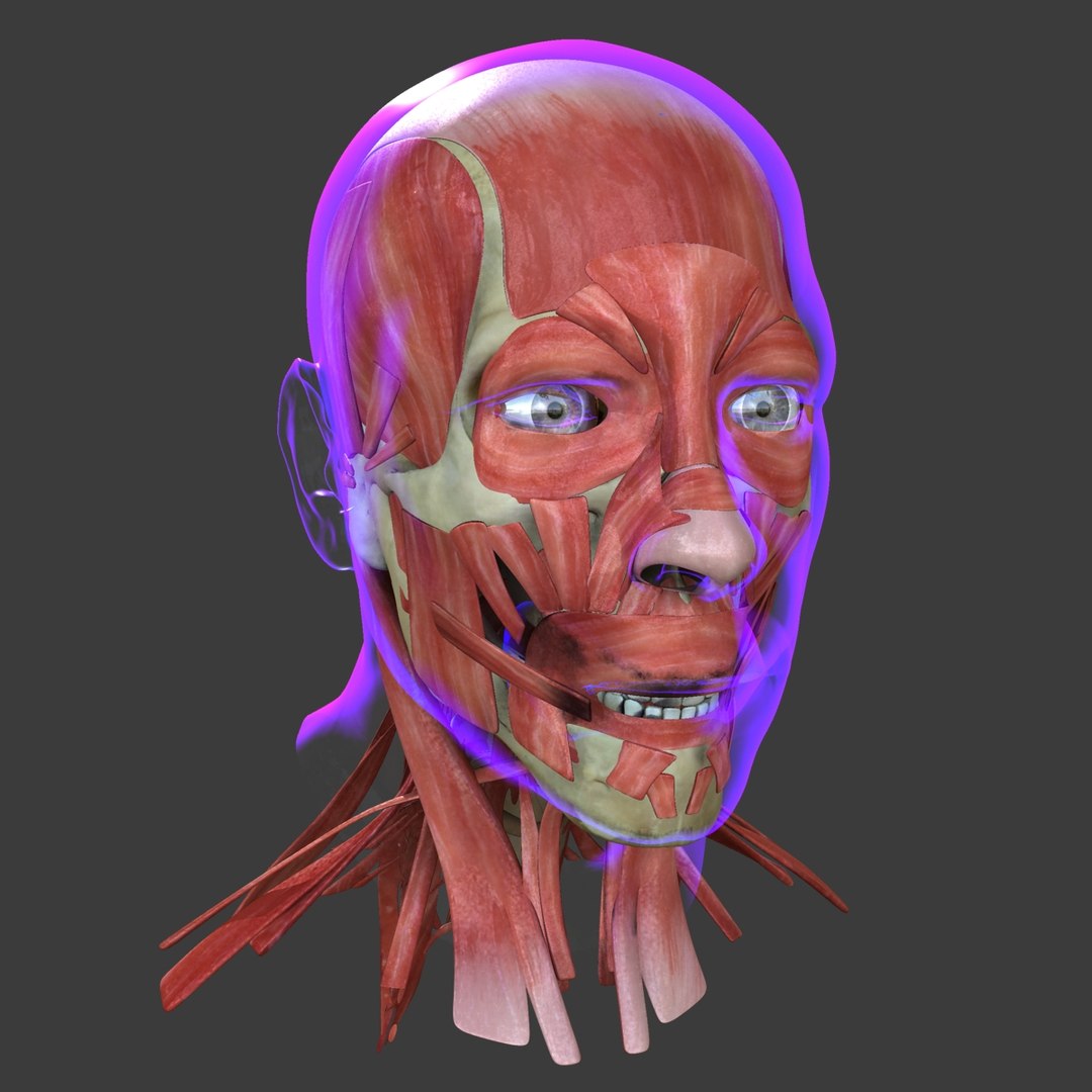3d Muscle Face Medical Edition Model