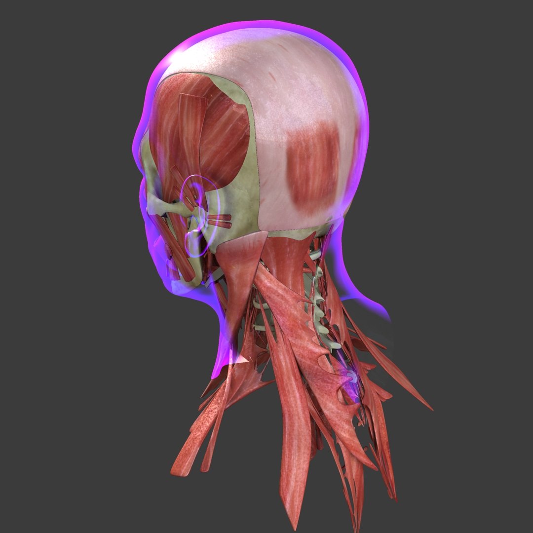 3d muscle face medical edition model