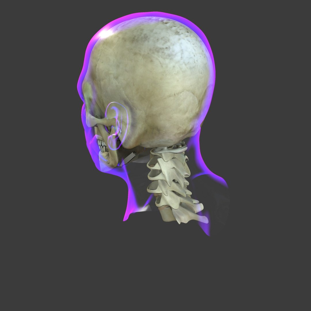 3d Muscle Face Medical Edition Model