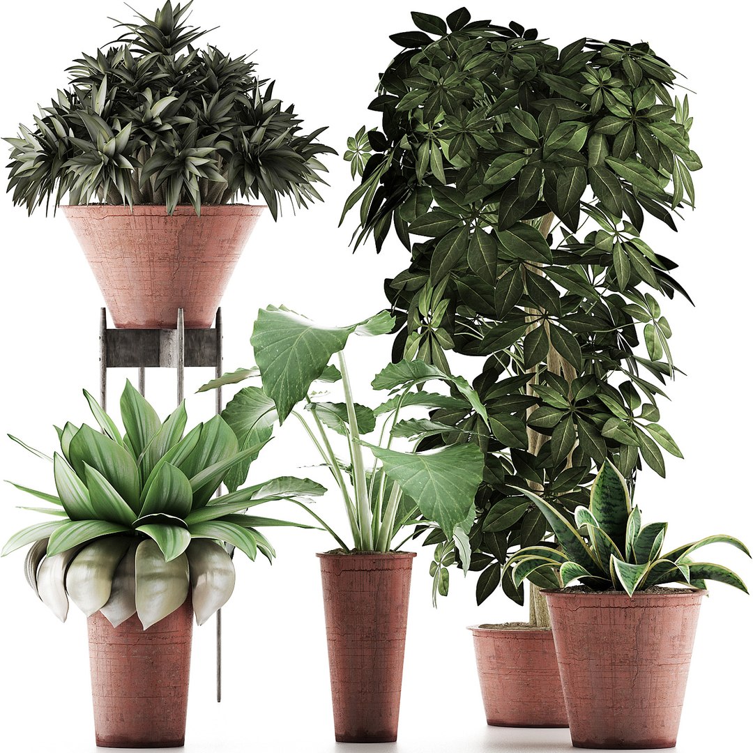 3D Exotic Plants Trees Model - TurboSquid 1623616