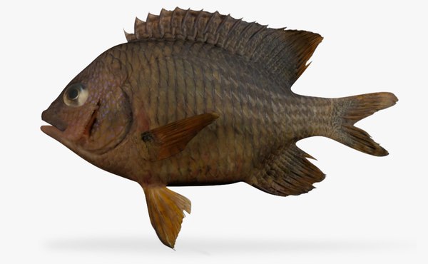 3d model luxilus cardinalis cardinal shiner