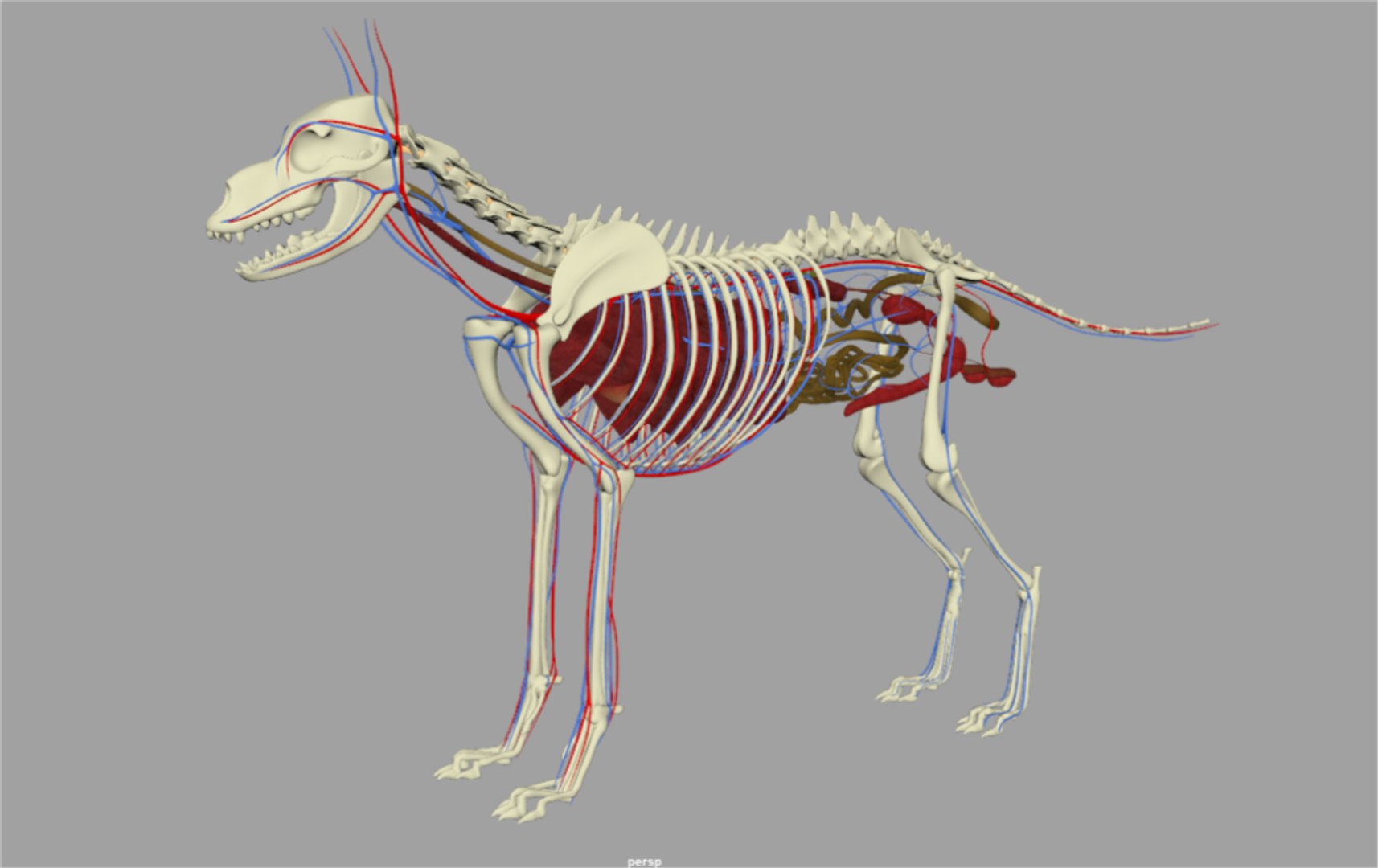 german shepherd internal 3d x