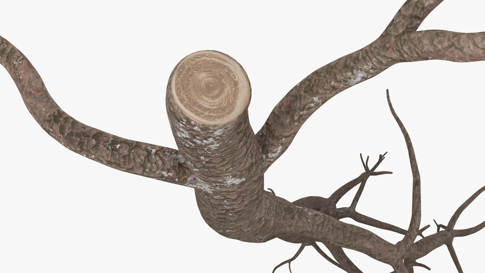 Tree Root 01 3D Model - TurboSquid 2139556