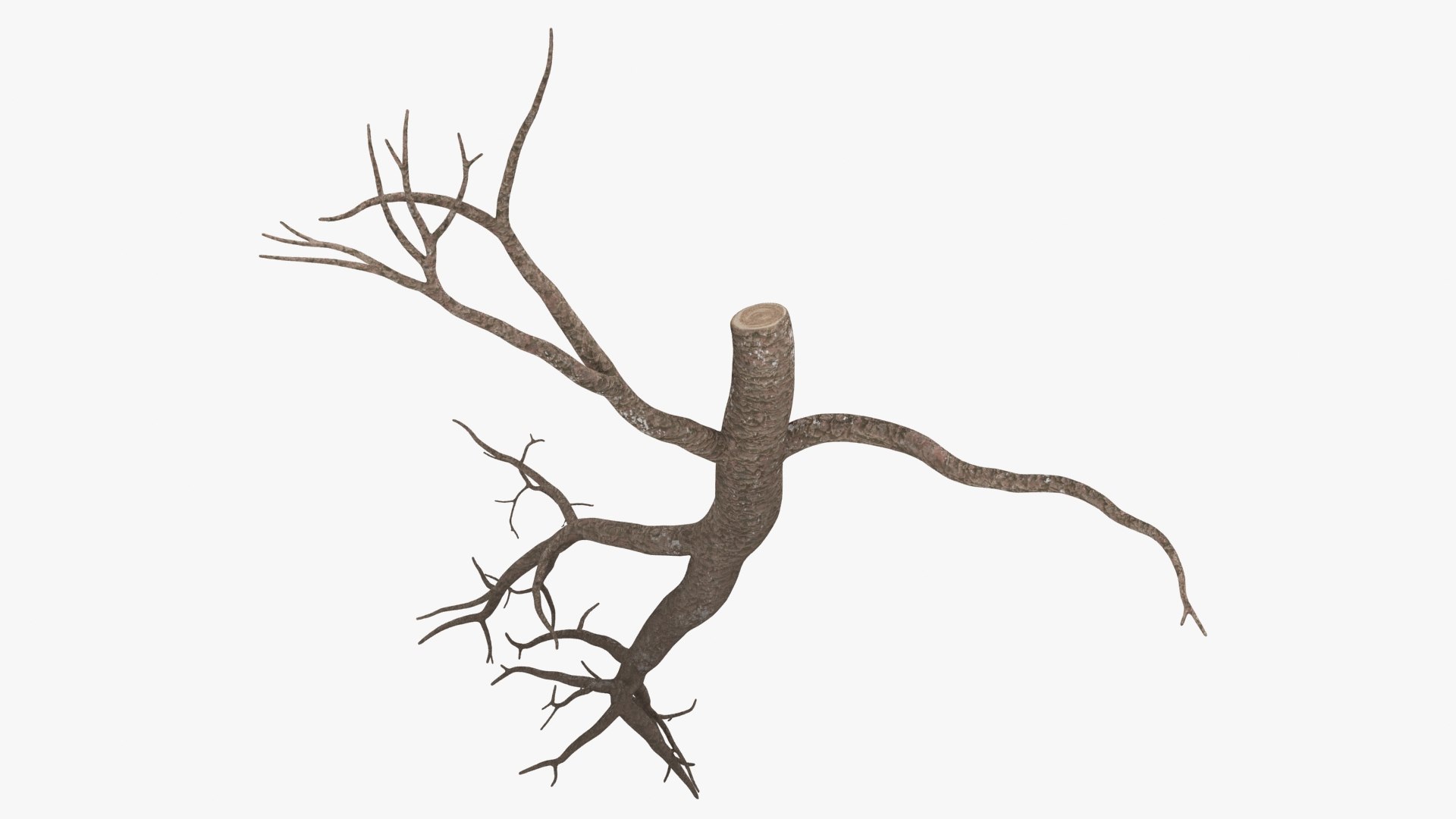 Tree Root 01 3D model - TurboSquid 2139556