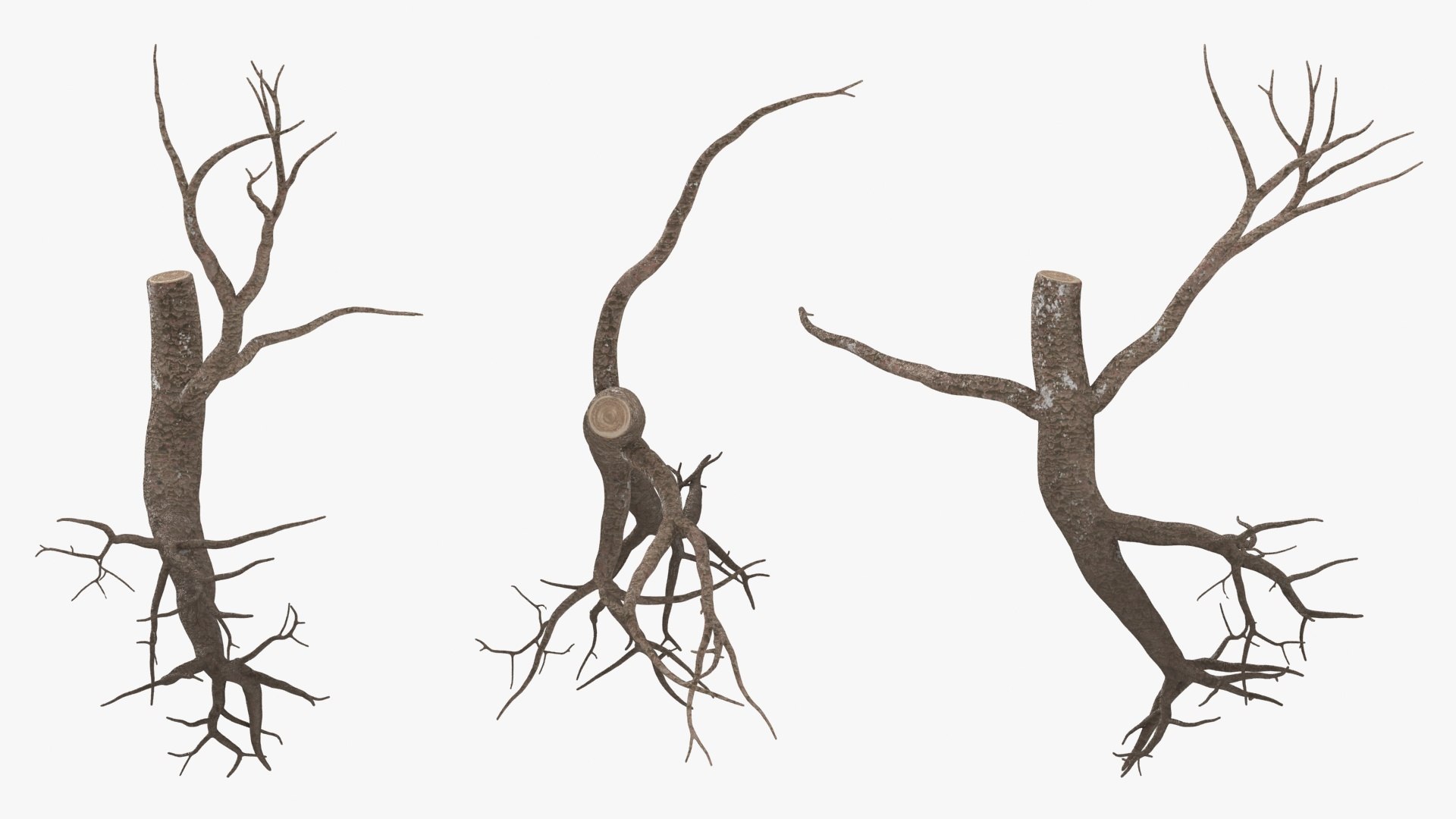 Tree Root 01 3D Model - TurboSquid 2139556