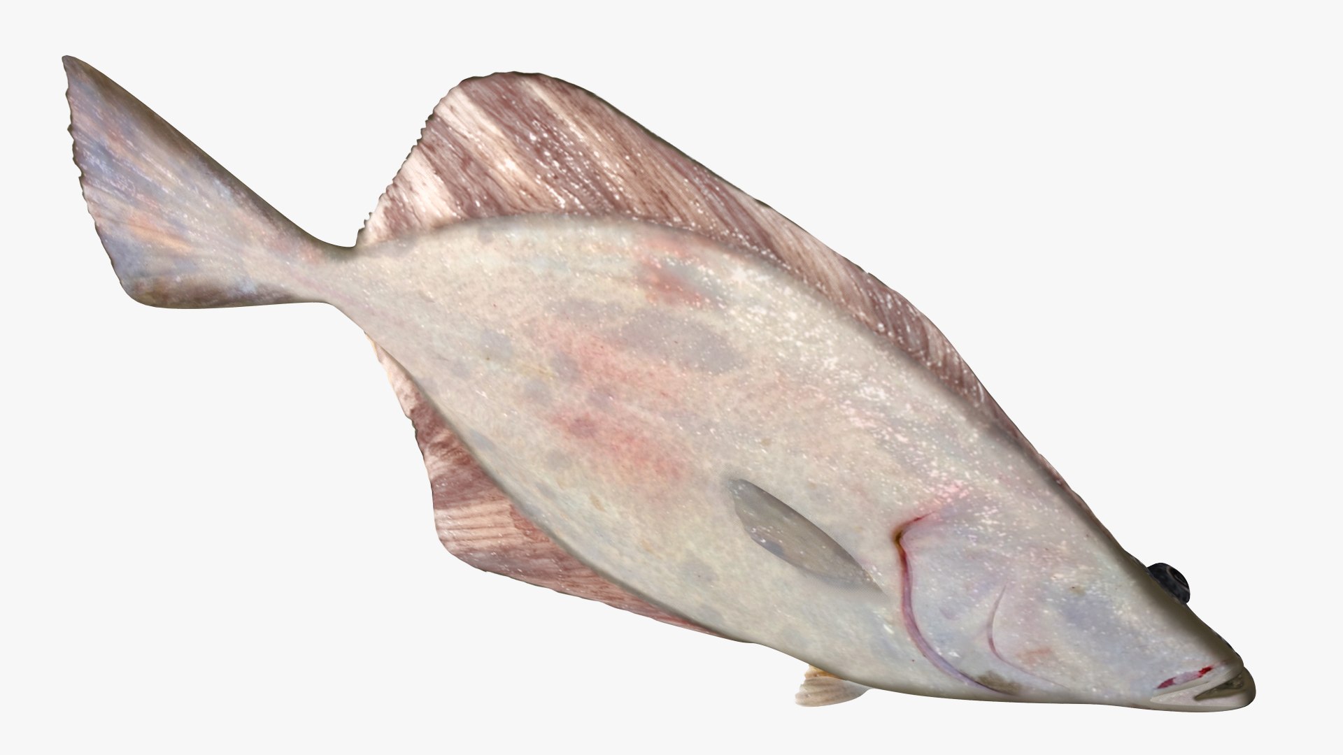 3D Starry Flounder Model - TurboSquid 1760628