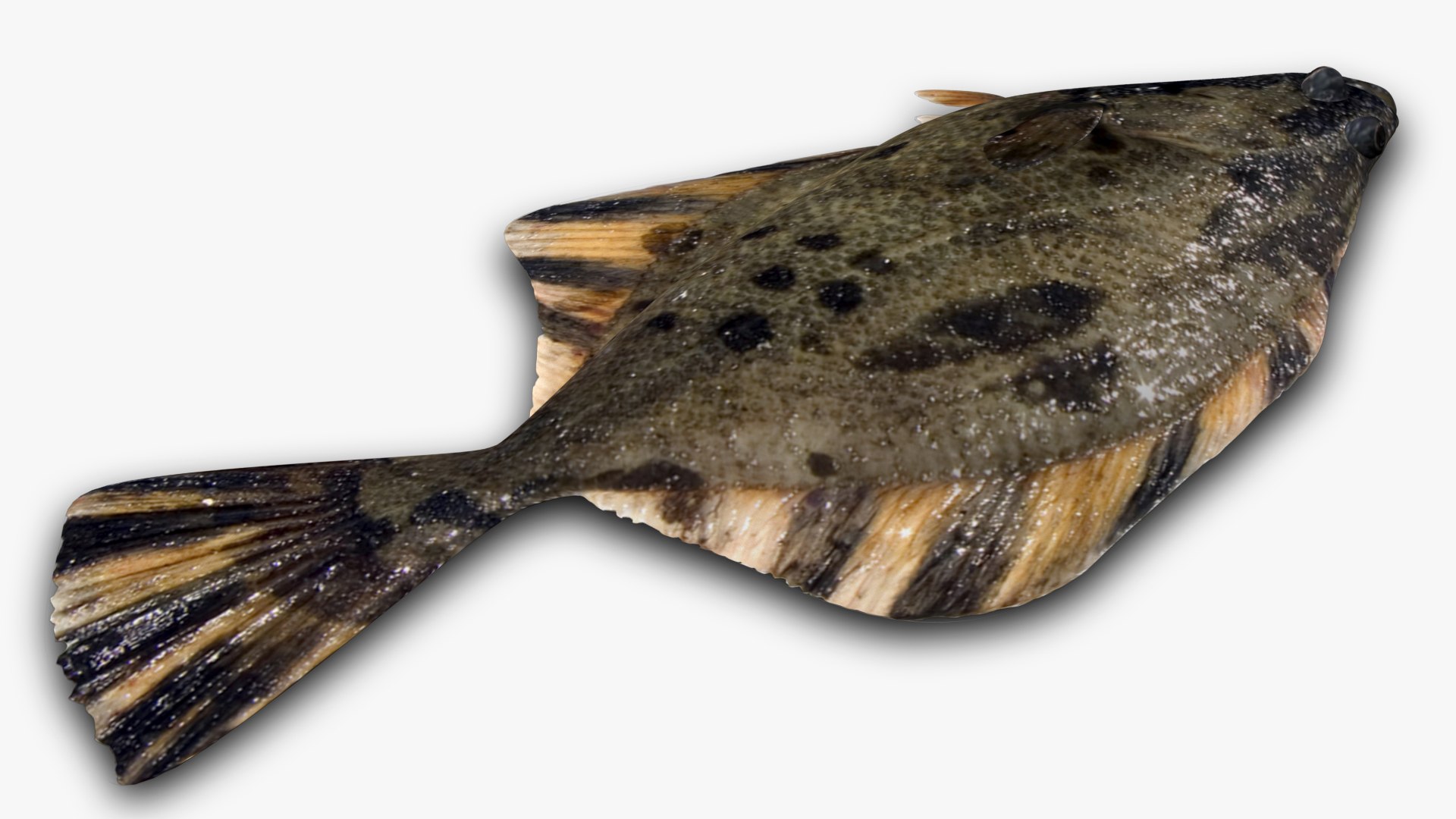 3D Starry Flounder Model - TurboSquid 1760628
