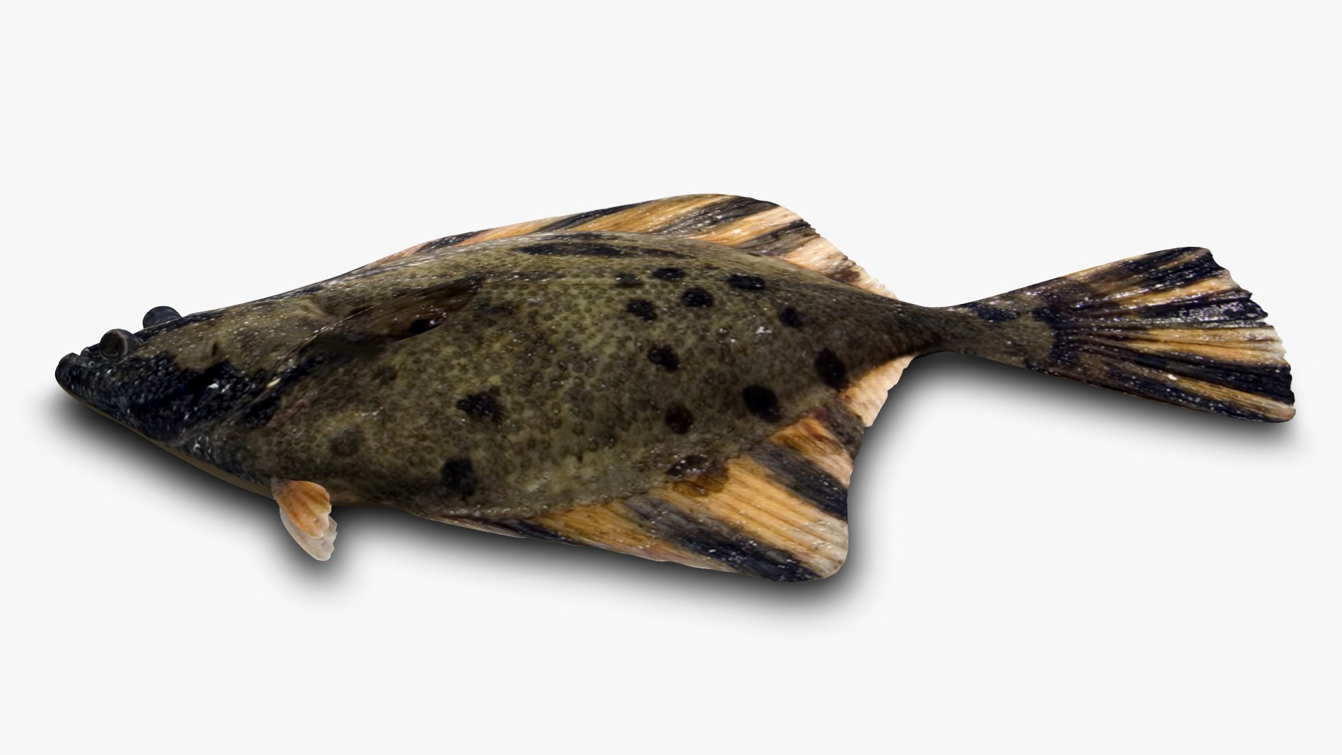 3D Starry Flounder Model - TurboSquid 1760628