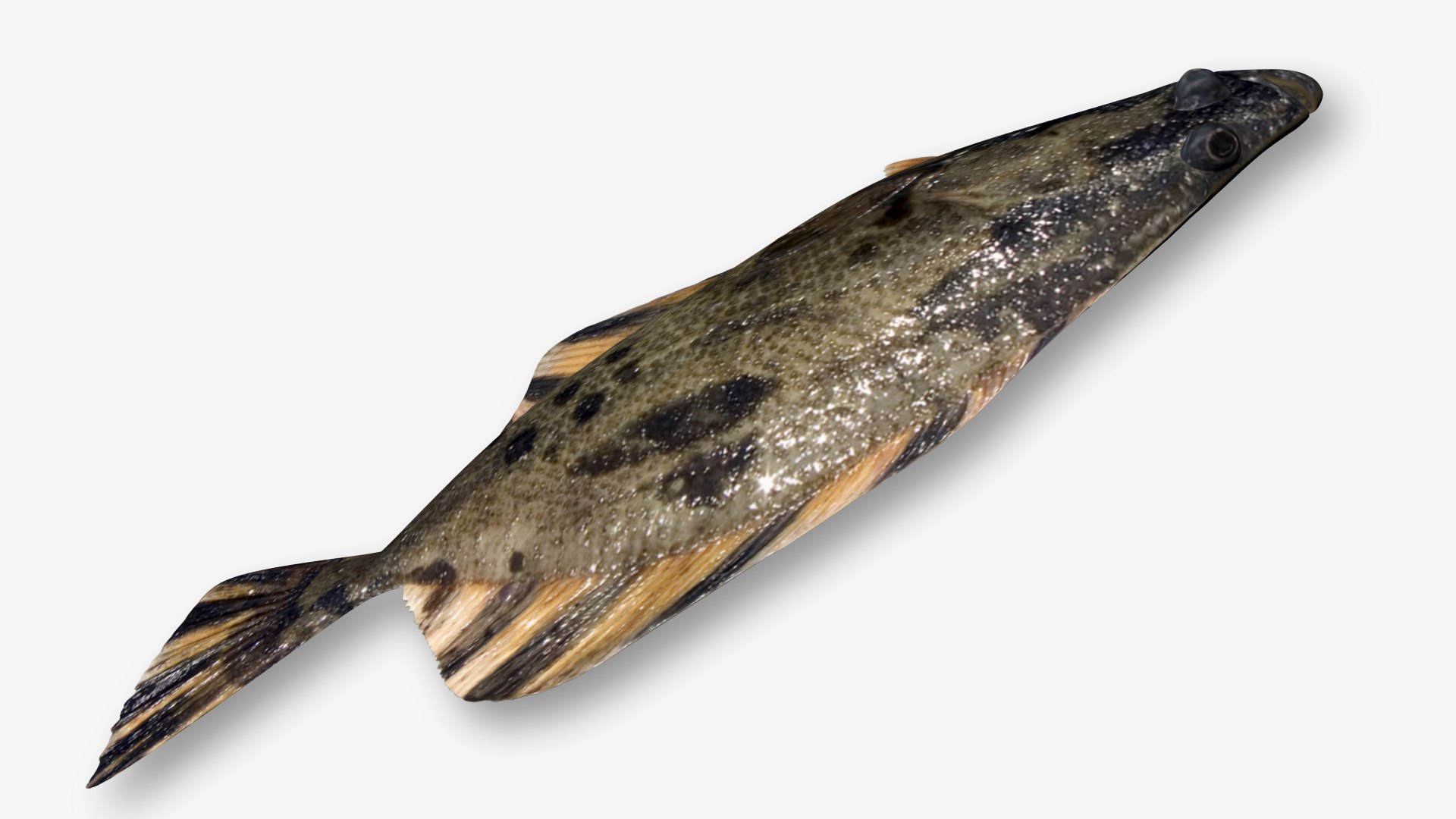 3D Starry Flounder Model - TurboSquid 1760628