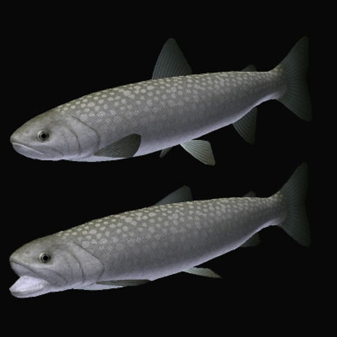 American Amemasu 3d Model