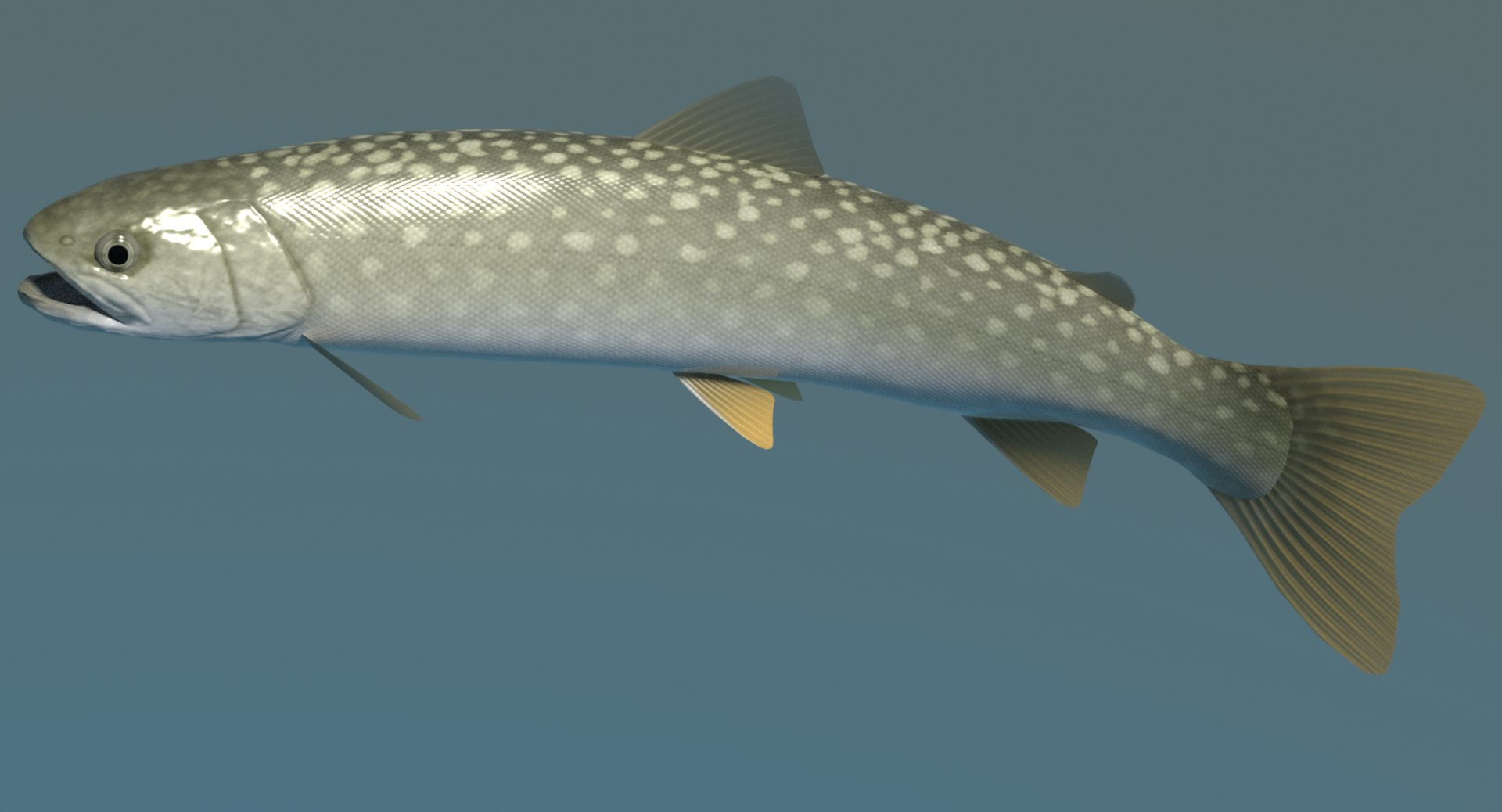 American Amemasu 3d Model