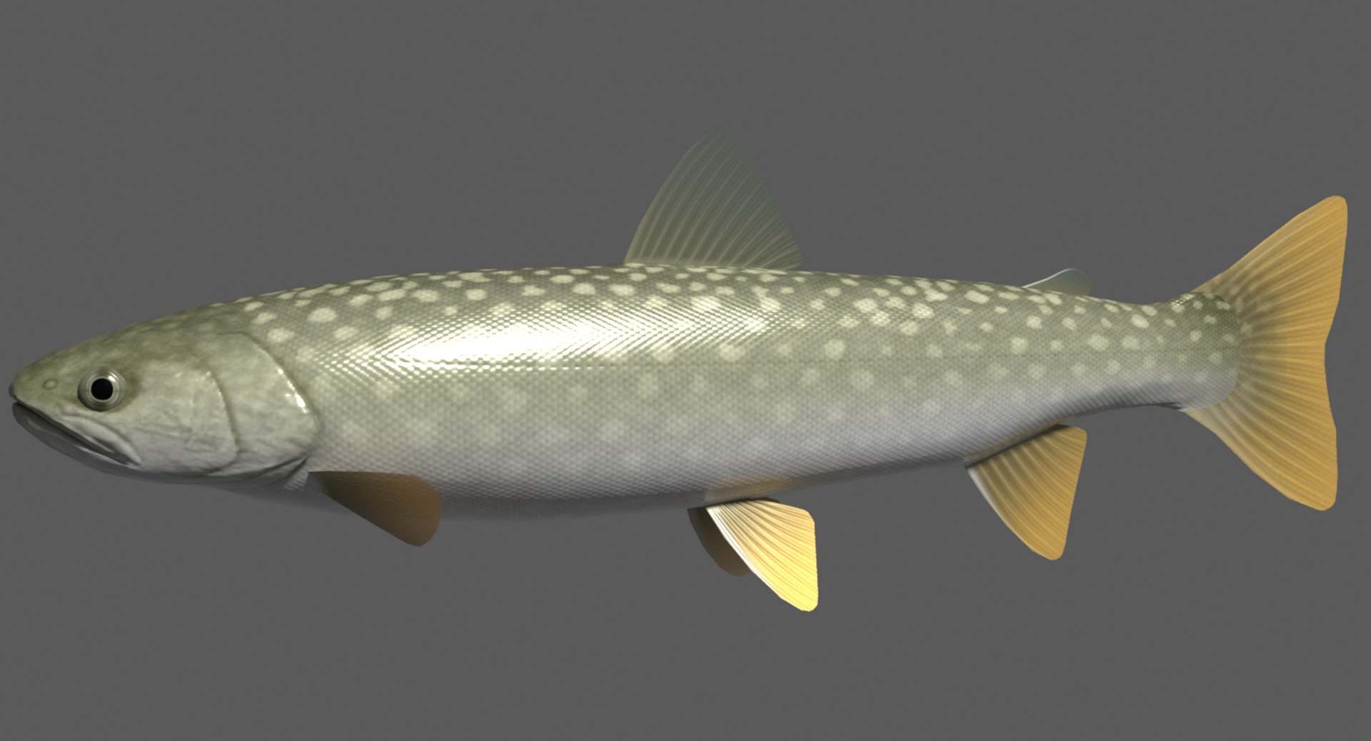 American Amemasu 3d Model