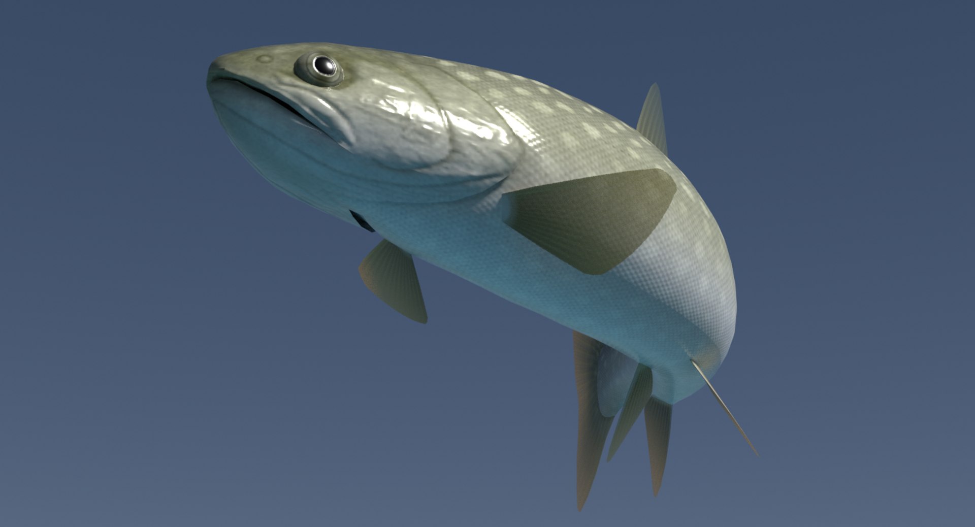 American Amemasu 3d Model