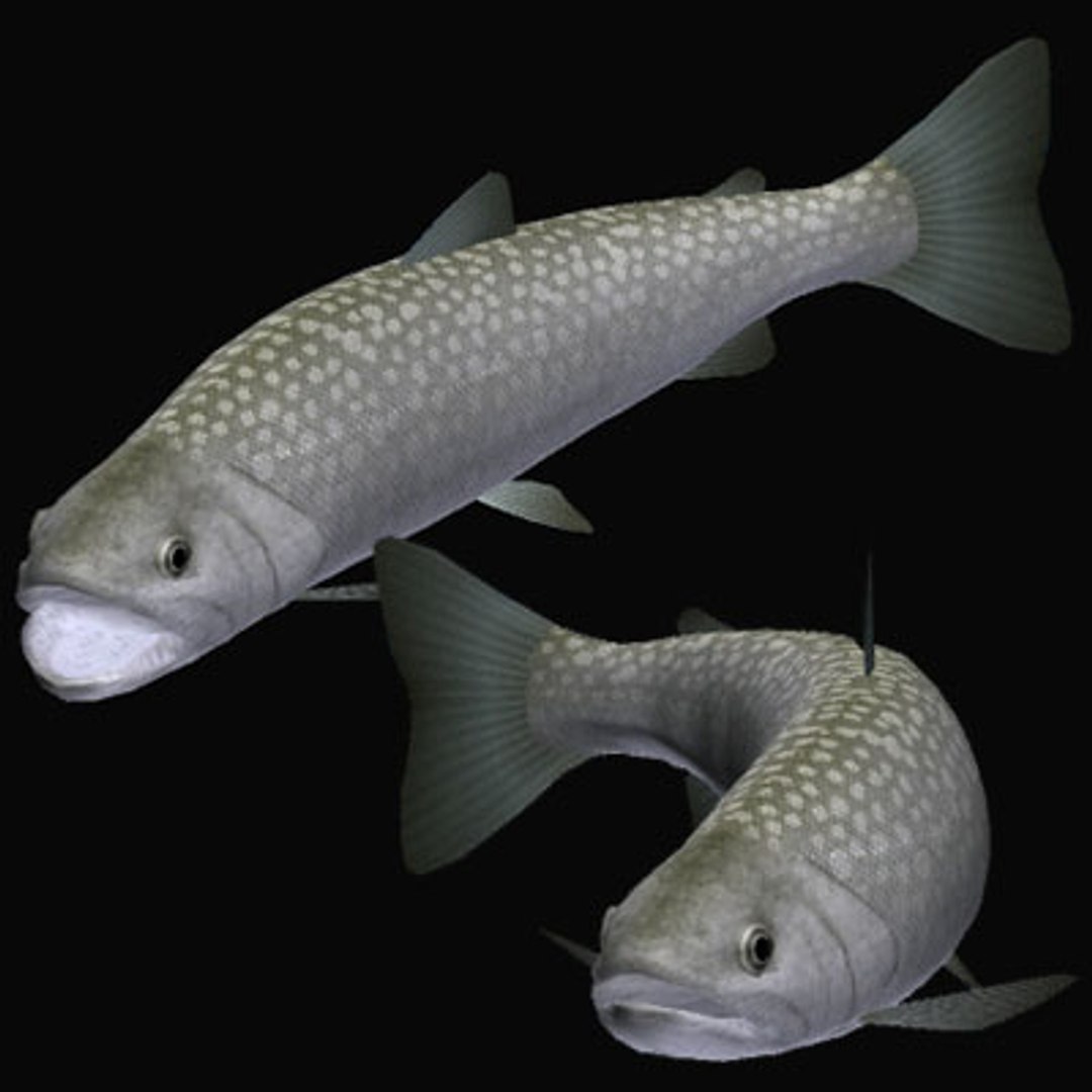 American Amemasu 3d Model