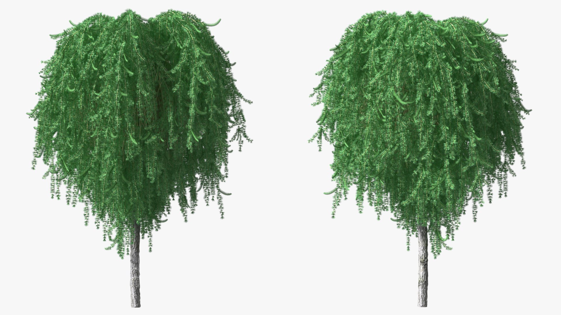 3D Larix Kaempferi Stiff Weeper - TurboSquid 1860937
