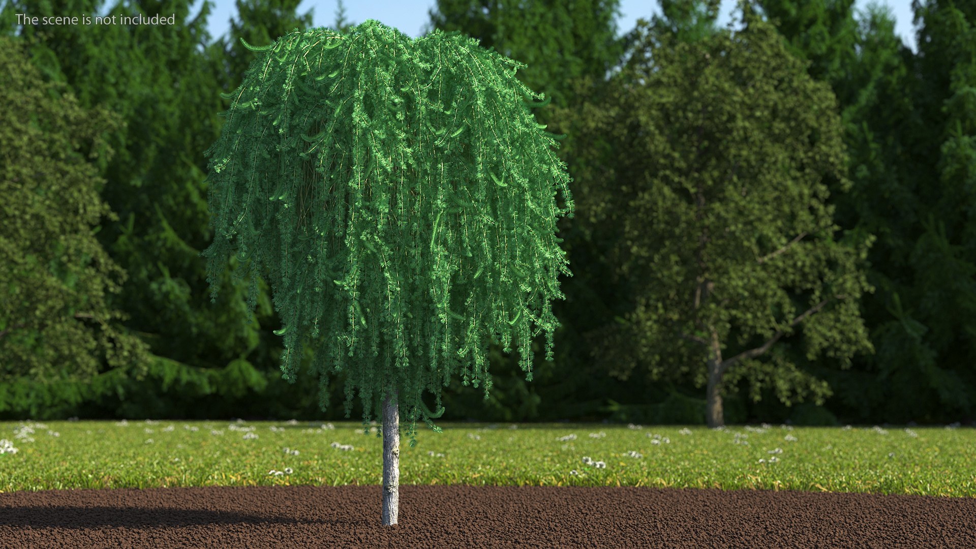 3D Larix Kaempferi Stiff Weeper - TurboSquid 1860937