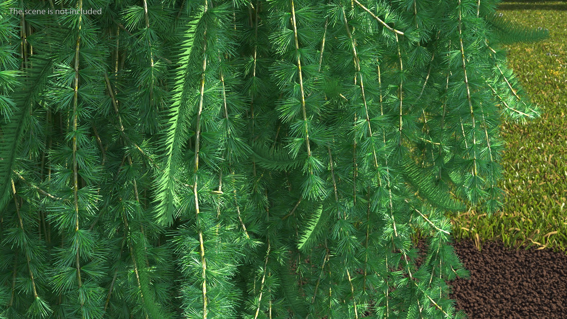 3D Larix Kaempferi Stiff Weeper - TurboSquid 1860937