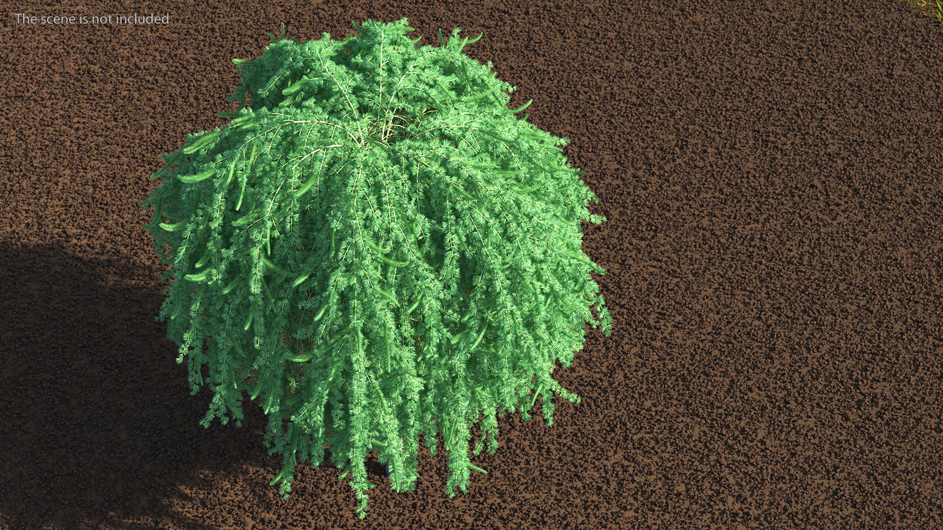 3D Larix Kaempferi Stiff Weeper - TurboSquid 1860937