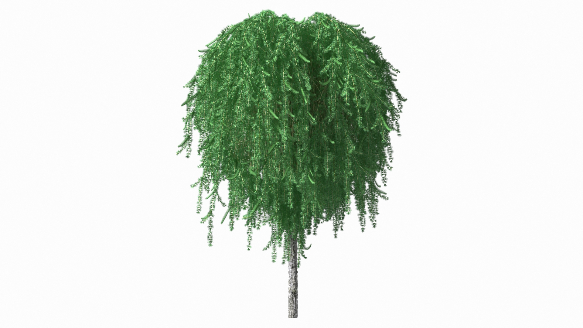 3D Larix Kaempferi Stiff Weeper - TurboSquid 1860937