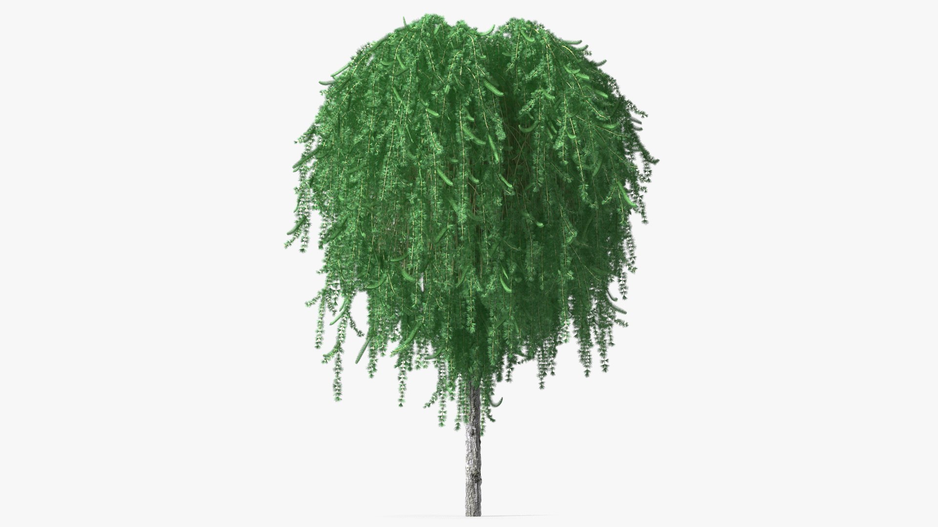3D Larix Kaempferi Stiff Weeper - TurboSquid 1860937