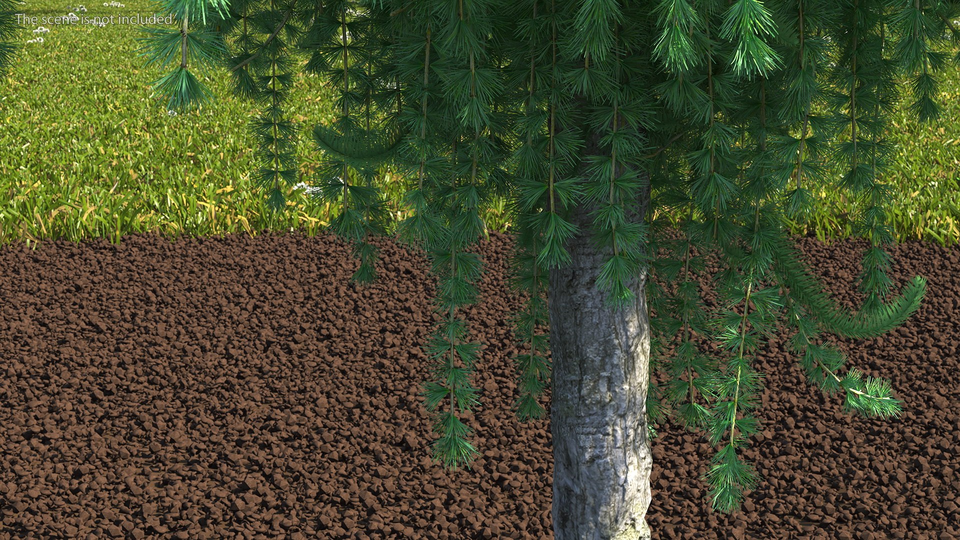 3D Larix Kaempferi Stiff Weeper - TurboSquid 1860937