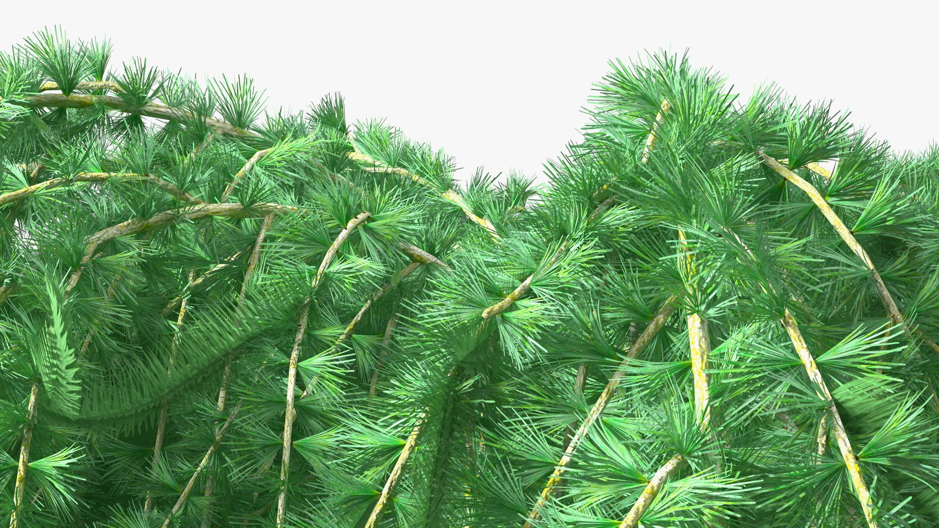 3D Larix Kaempferi Stiff Weeper - TurboSquid 1860937
