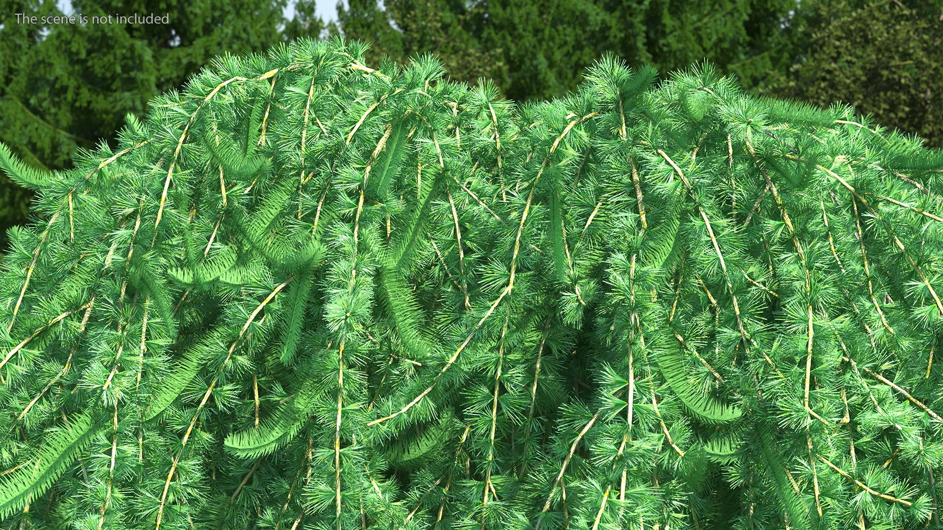 3D Larix Kaempferi Stiff Weeper - TurboSquid 1860937