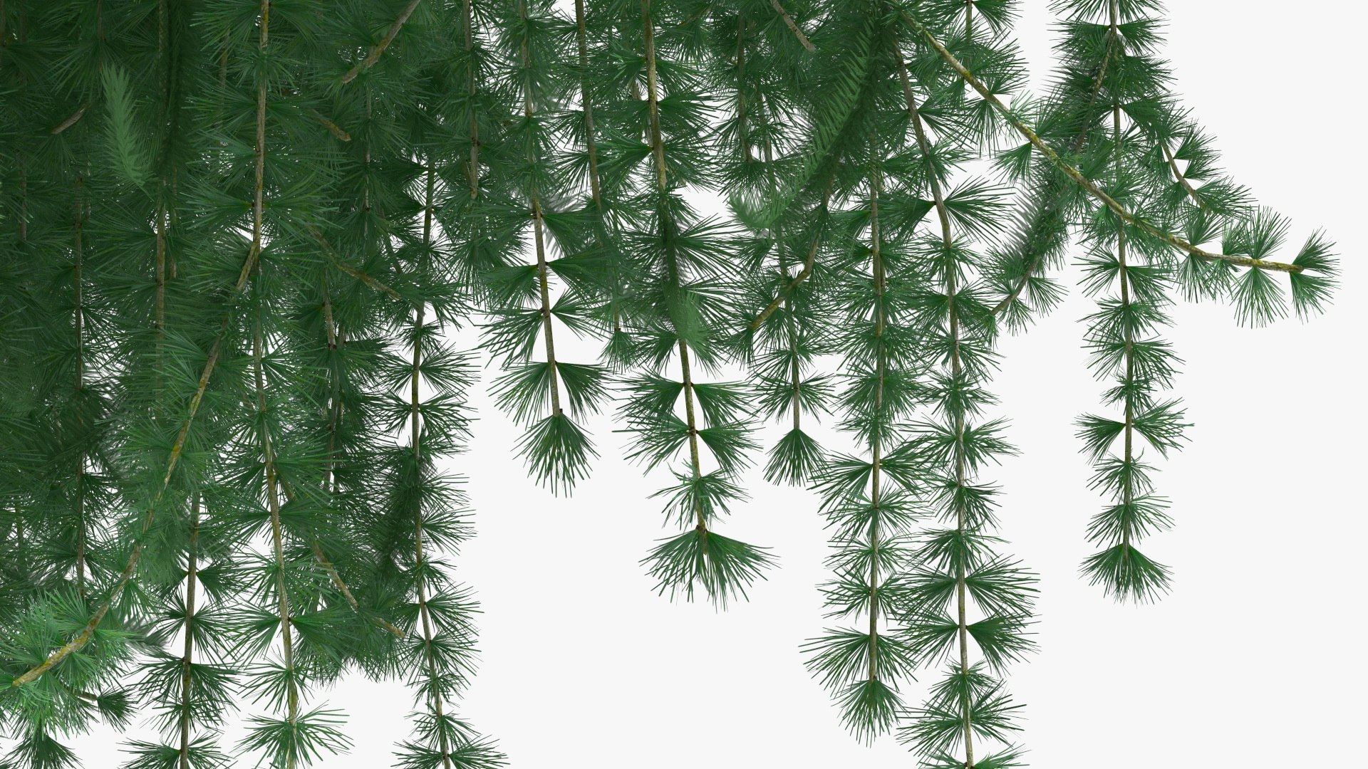 3D Larix Kaempferi Stiff Weeper - TurboSquid 1860937