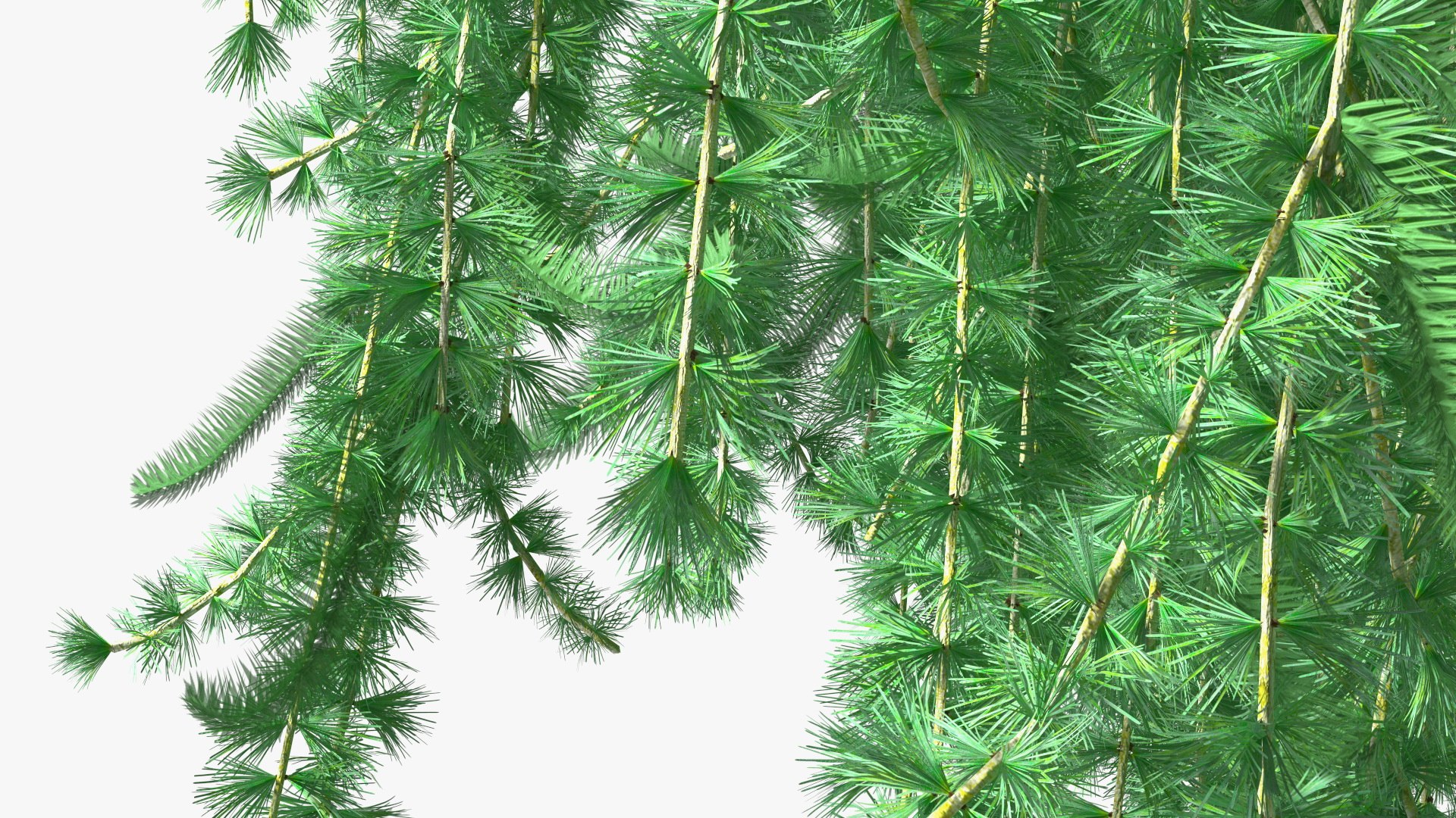 3D Larix Kaempferi Stiff Weeper - TurboSquid 1860937