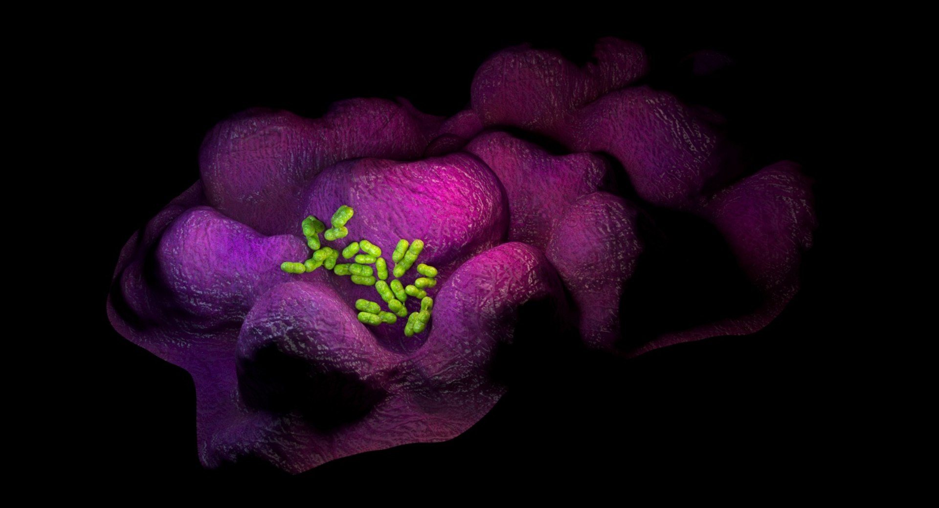 3D listeria - TurboSquid 1321227