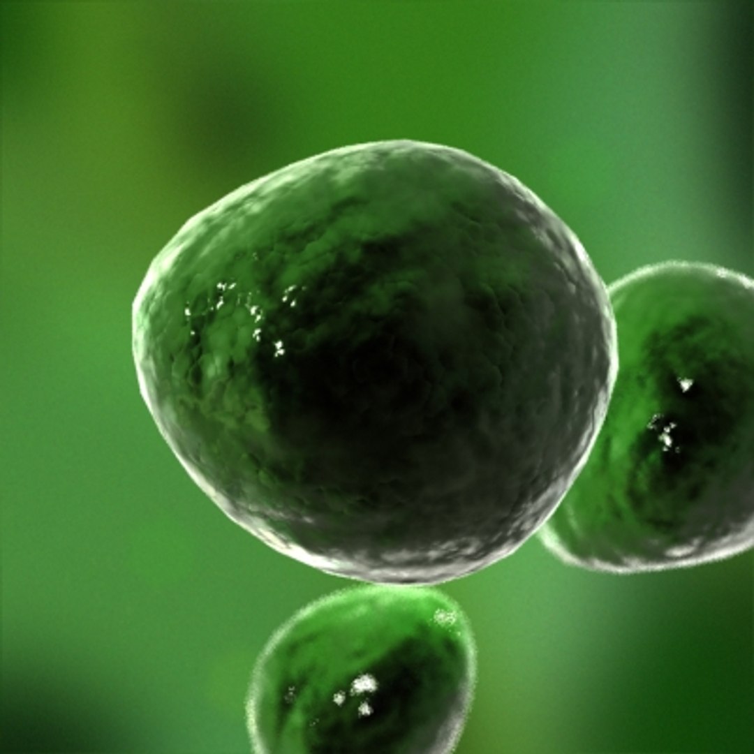 3d Model Green Plant Cell