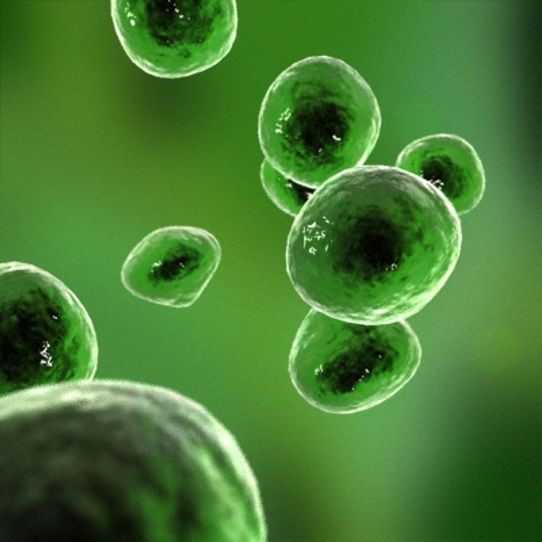 3d Model Green Plant Cell